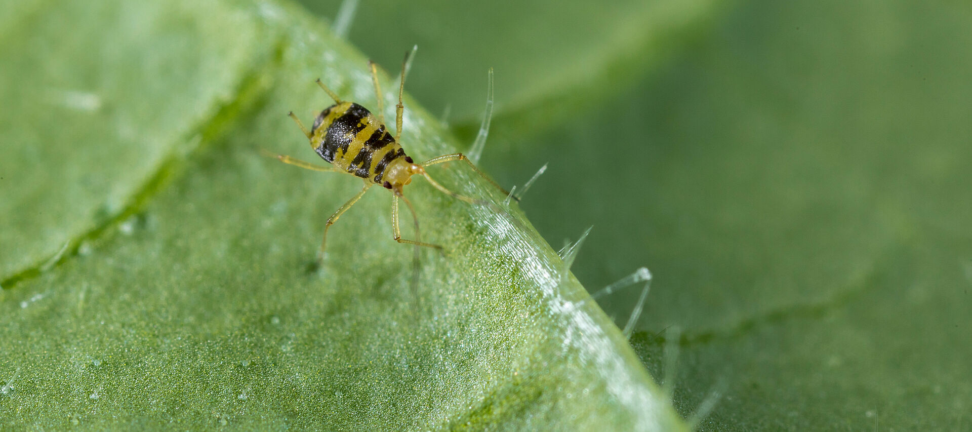 Mottled arum aphid - Biocontrol, Damage and Life Cycle